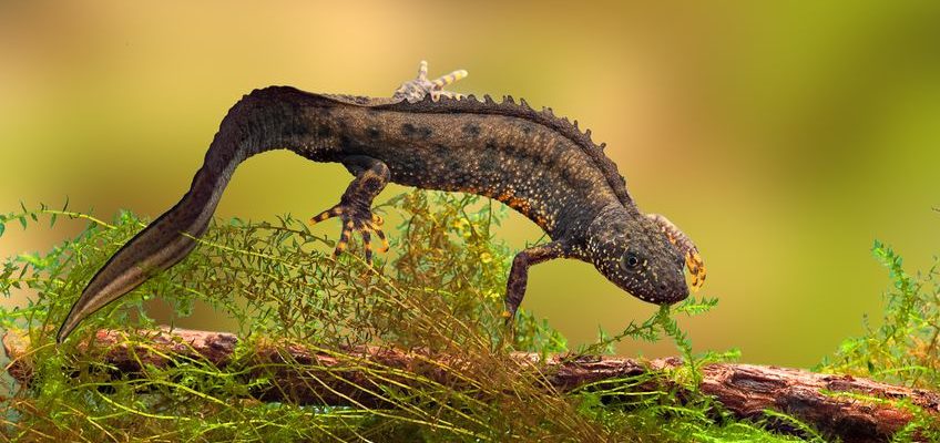 Great Crested Newt Survey South Wales | Acer Ecology