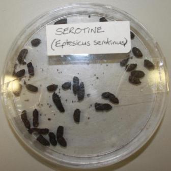 Bat Droppings Guide | Acer Ecology