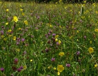 UK Hab Course - Acer Ecology