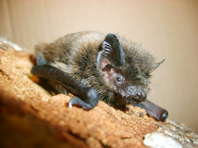 Bat Survey Hereford - Acer Ecology