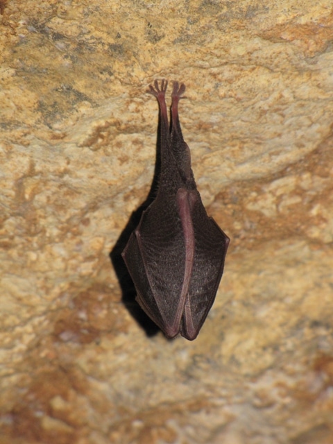 Bat Survey Oxford - Acer Ecology