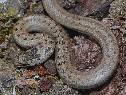 Smooth Snake - Species Guide - Acer Ecology