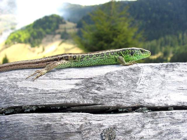 Sand Lizard Species Guide Acer Ecology sand-lizard-species-guide-acer-ecology