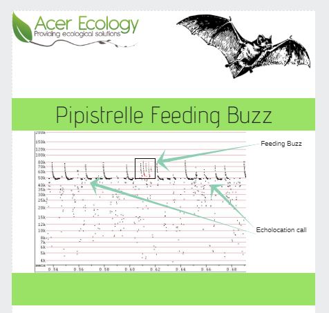 The History of Bat Detectors - Acer Ecology