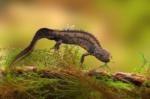 A Year in the life of a Great Crested Newt - Acer Ecology