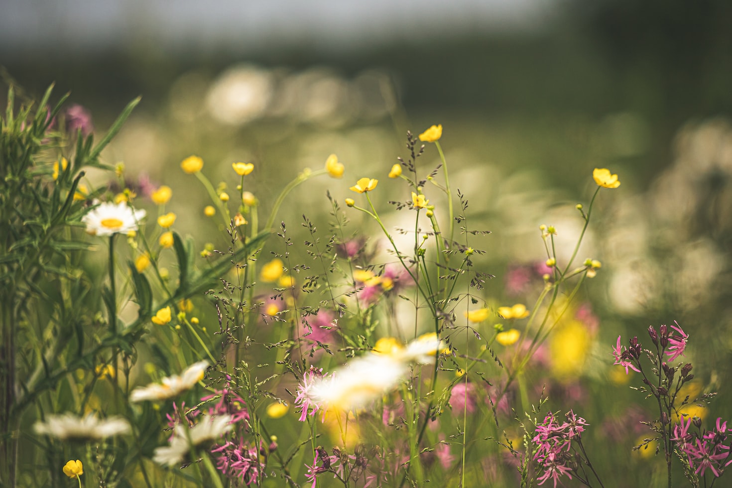 Ecology Training Courses 2023 - Acer Ecology